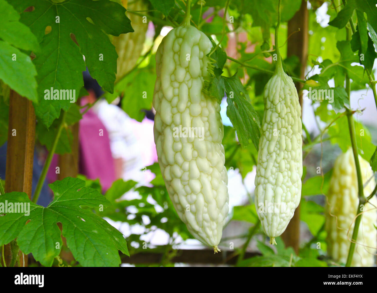 Bitter Melon in farm Stock Photo - Alamy