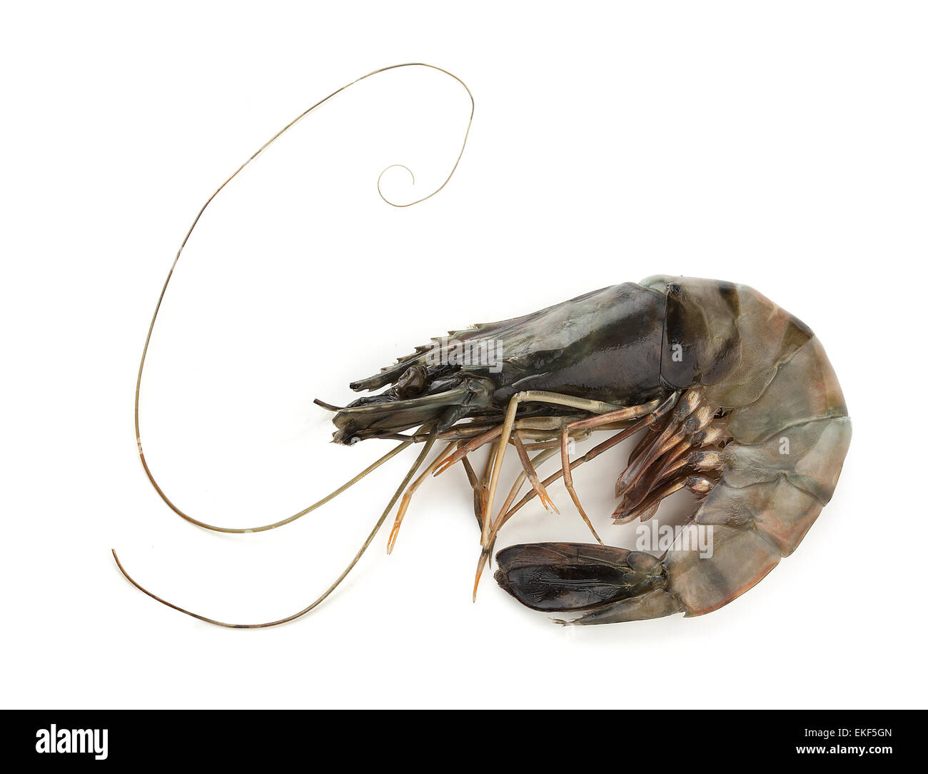 Whole shrimp Cut Out Stock Images & Pictures - Alamy