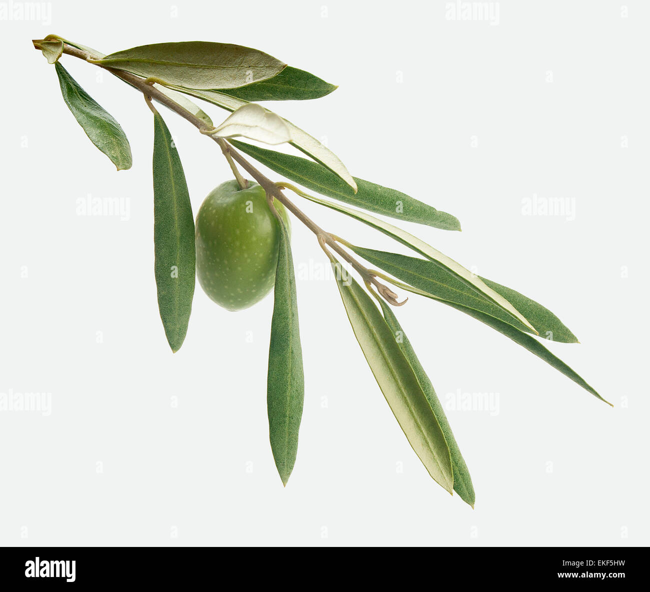 Branch with olive Stock Photo - Alamy