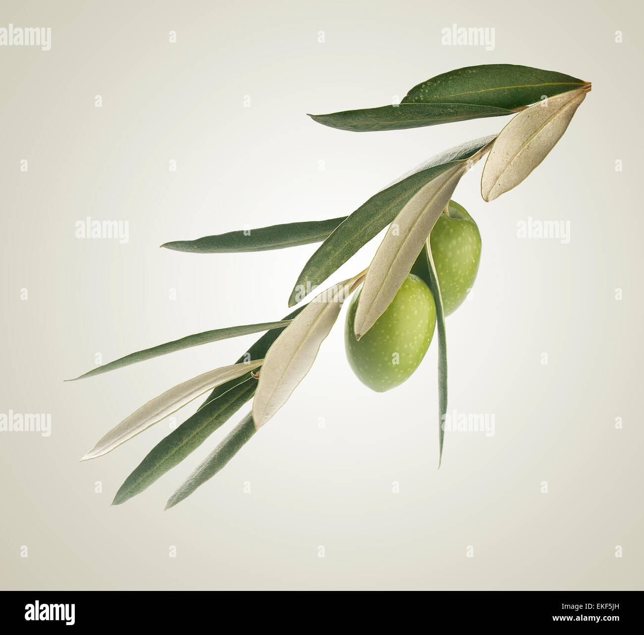 Branch with olives Stock Photo - Alamy