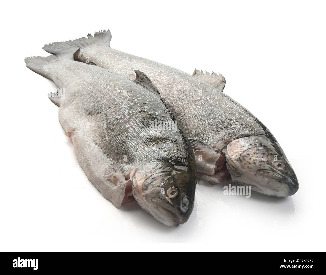 White trout hi-res stock photography and images - Alamy