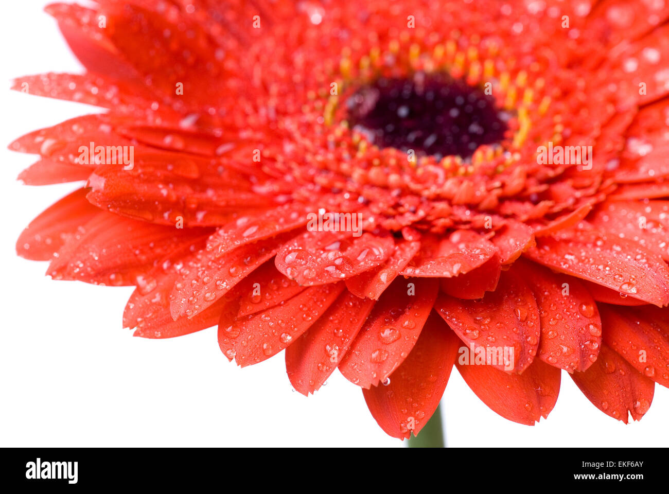 Macro of red daisy-gerbera head with water drops isolated on whi Stock ...