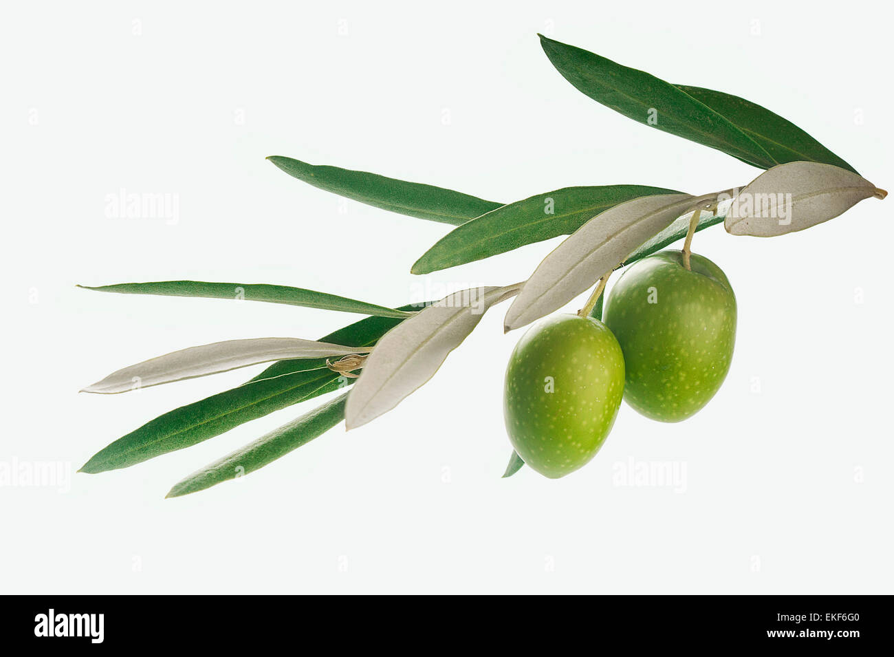 Two olives on branch hi-res stock photography and images - Alamy