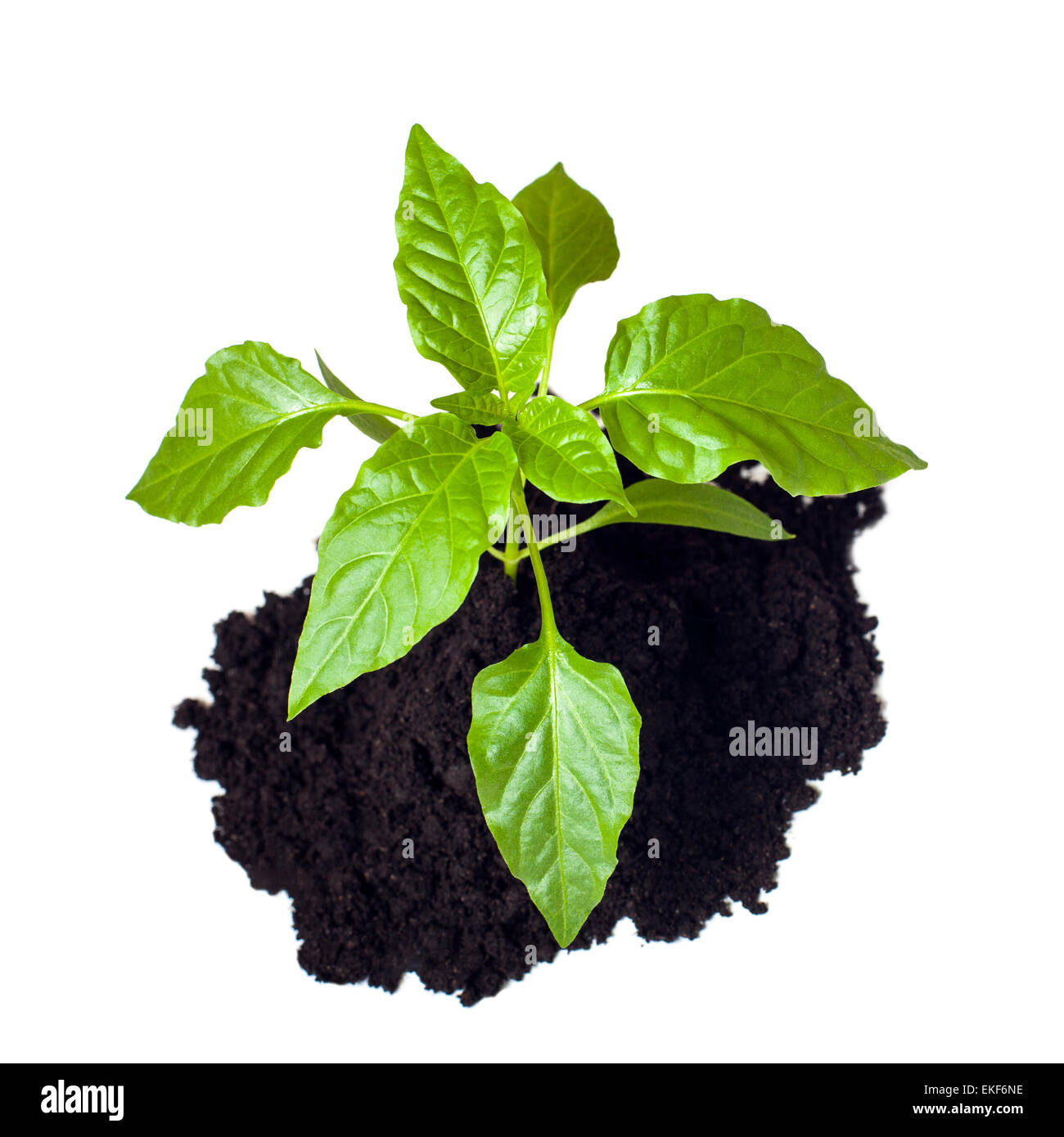 Young seedling growing in a soil Stock Photo - Alamy