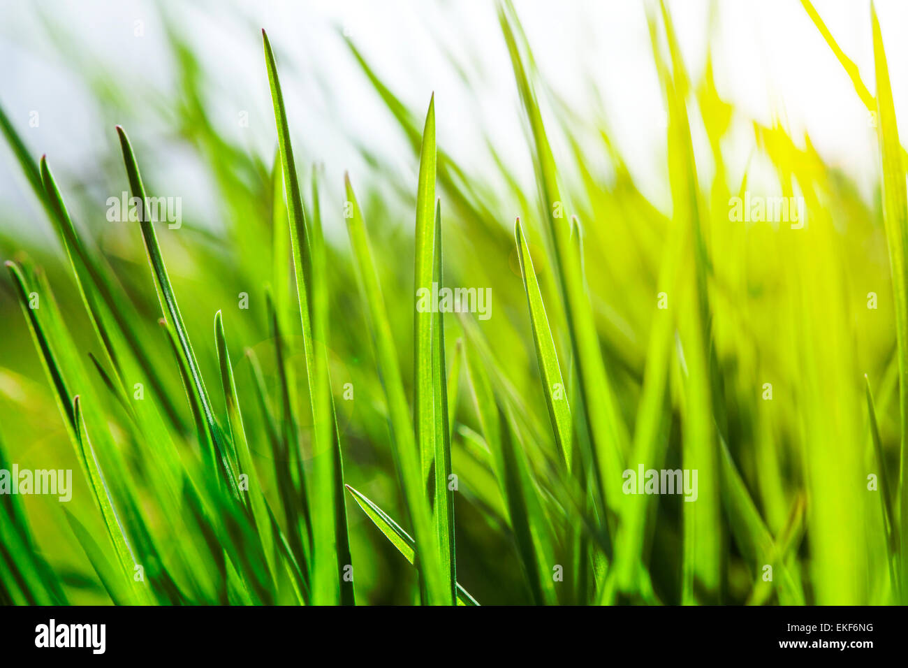 Fresh green grass in sunshine Stock Photo - Alamy