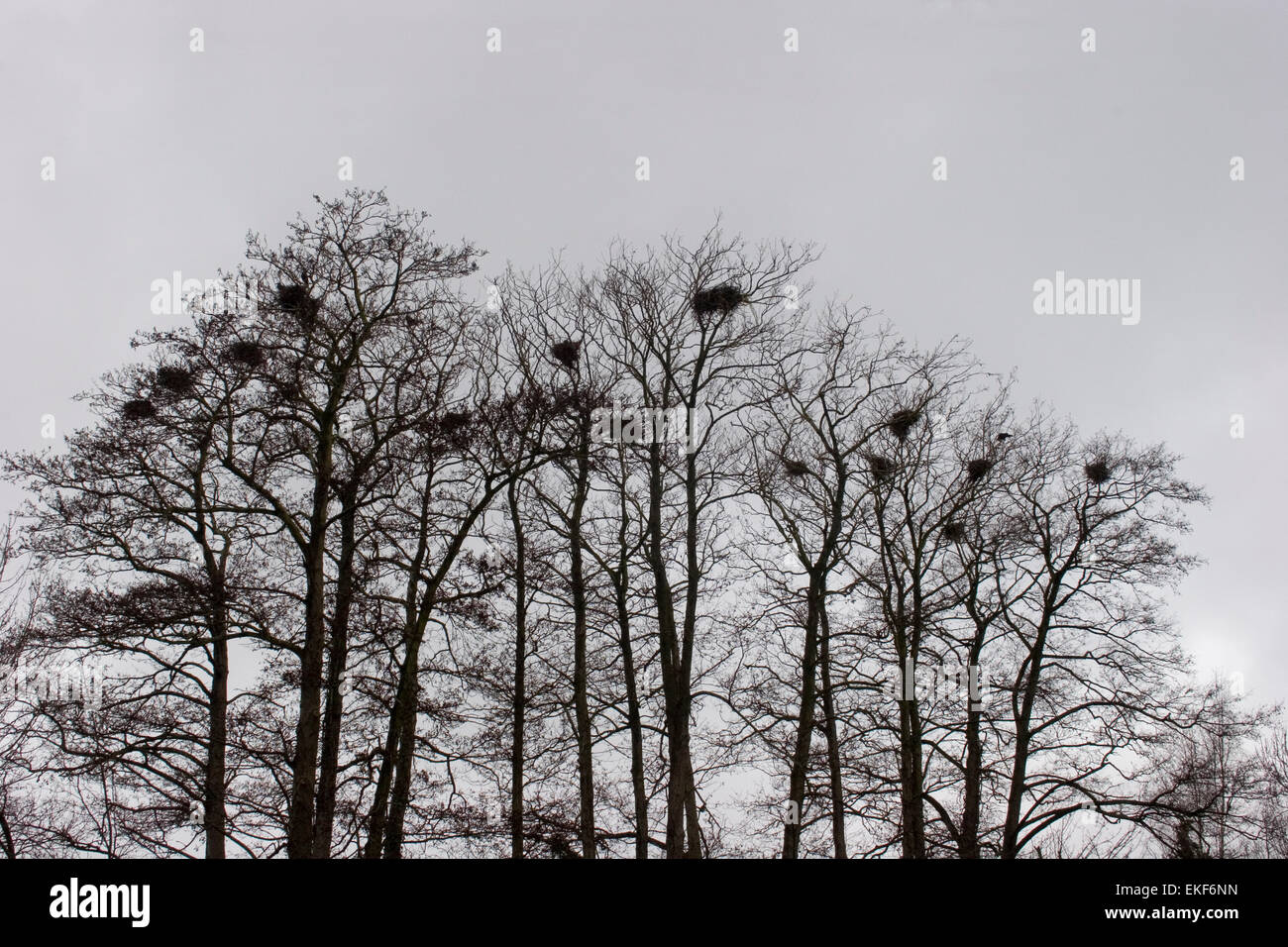 rookery nesting nest tress skyline Stock Photo - Alamy