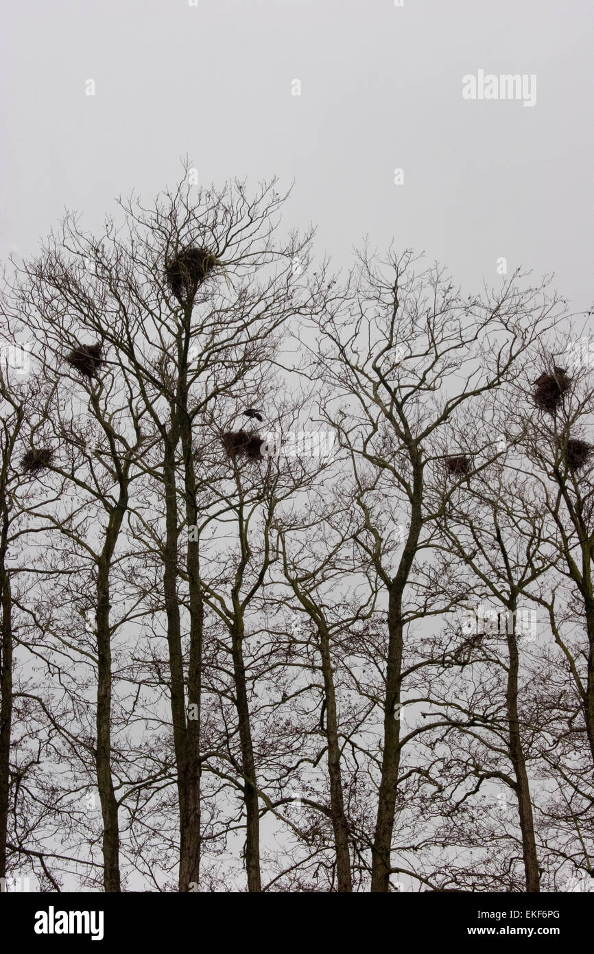 rookery nesting nest tress skyline Stock Photo - Alamy