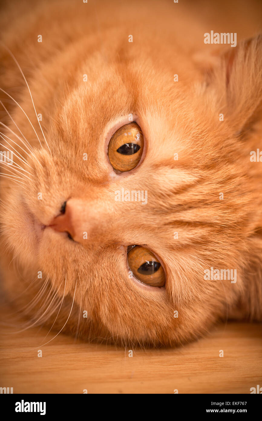 Cat Looking At Camera, close-up Stock Photo - Alamy
