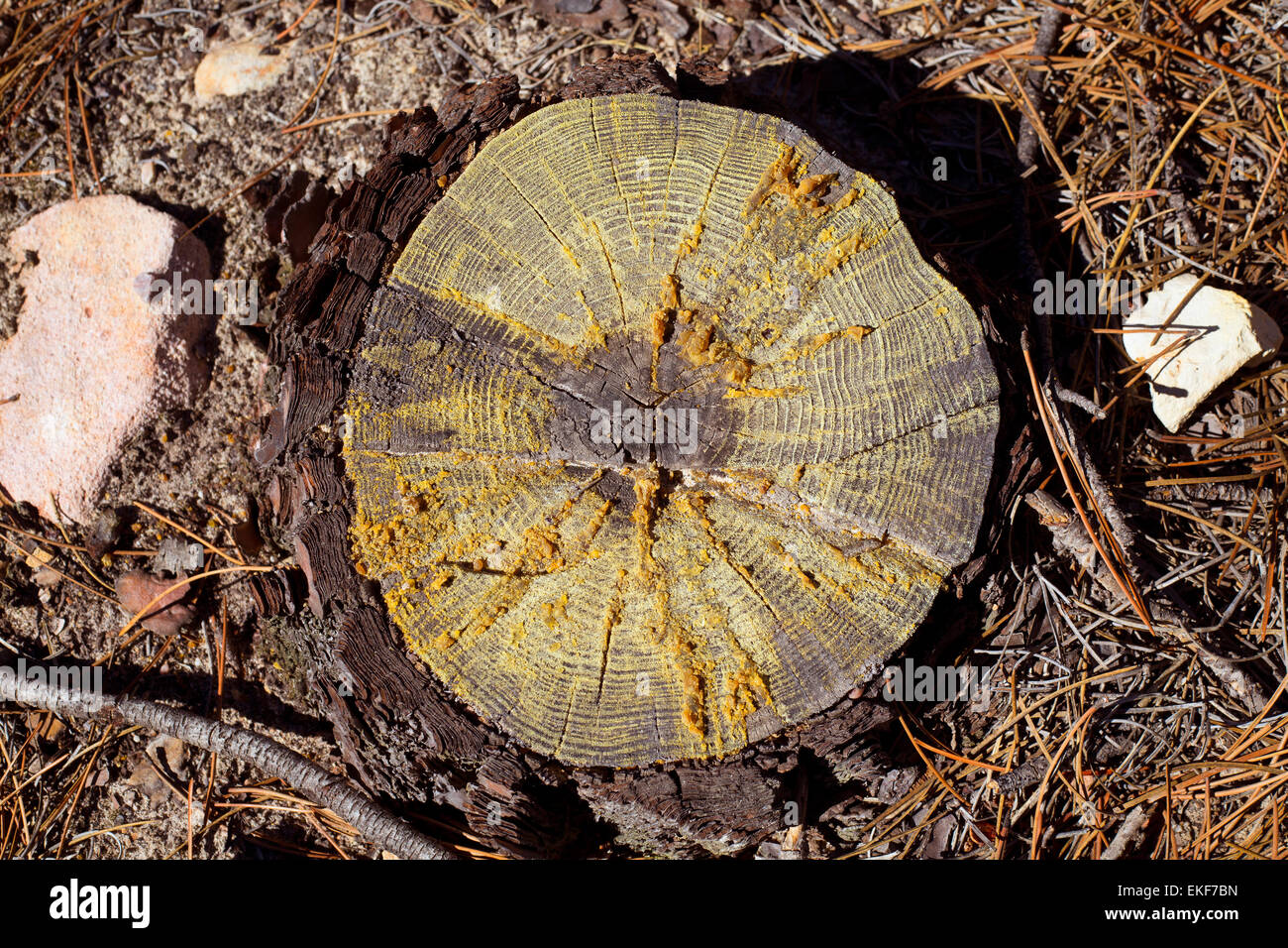 felled pine tree section cutted detail Stock Photo - Alamy