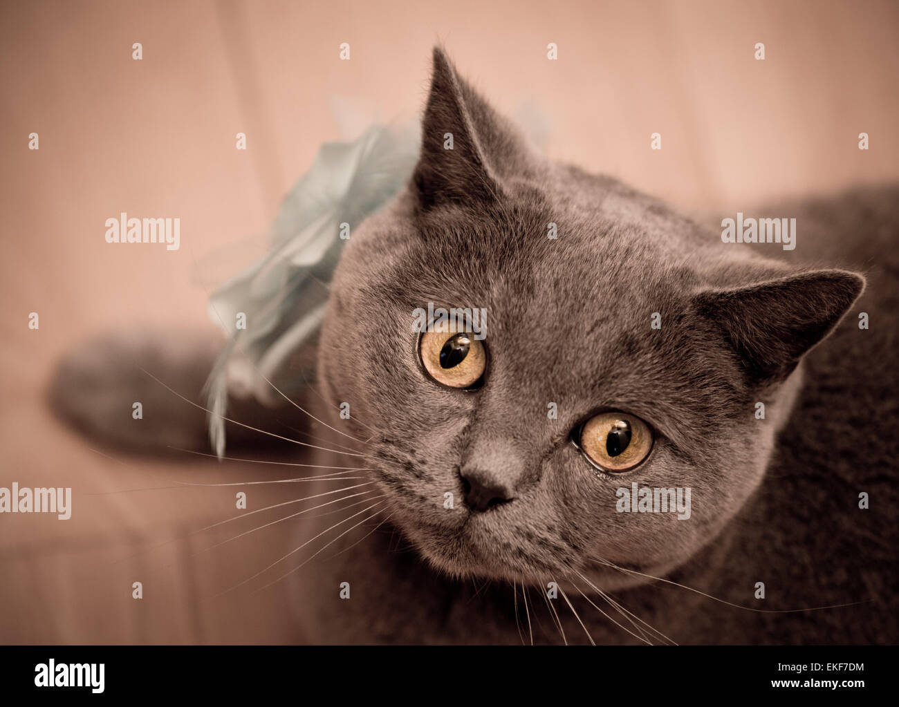 British short-hair cat looking At Camera, close-up Stock Photo - Alamy