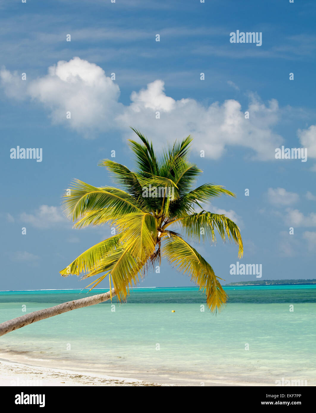 Palm Tree on Ocean Beach Stock Photo - Alamy