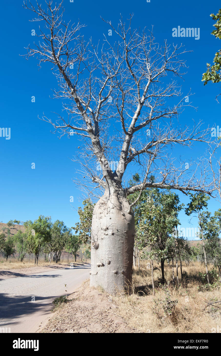 Boab Tree (Adansonia gregorii), Kimberley, Western Australia, WA ...