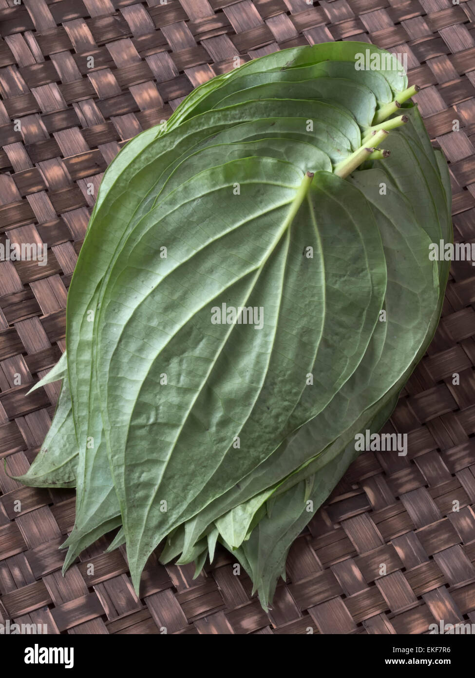 Bangladesh betel leaf hi-res stock photography and images - Alamy