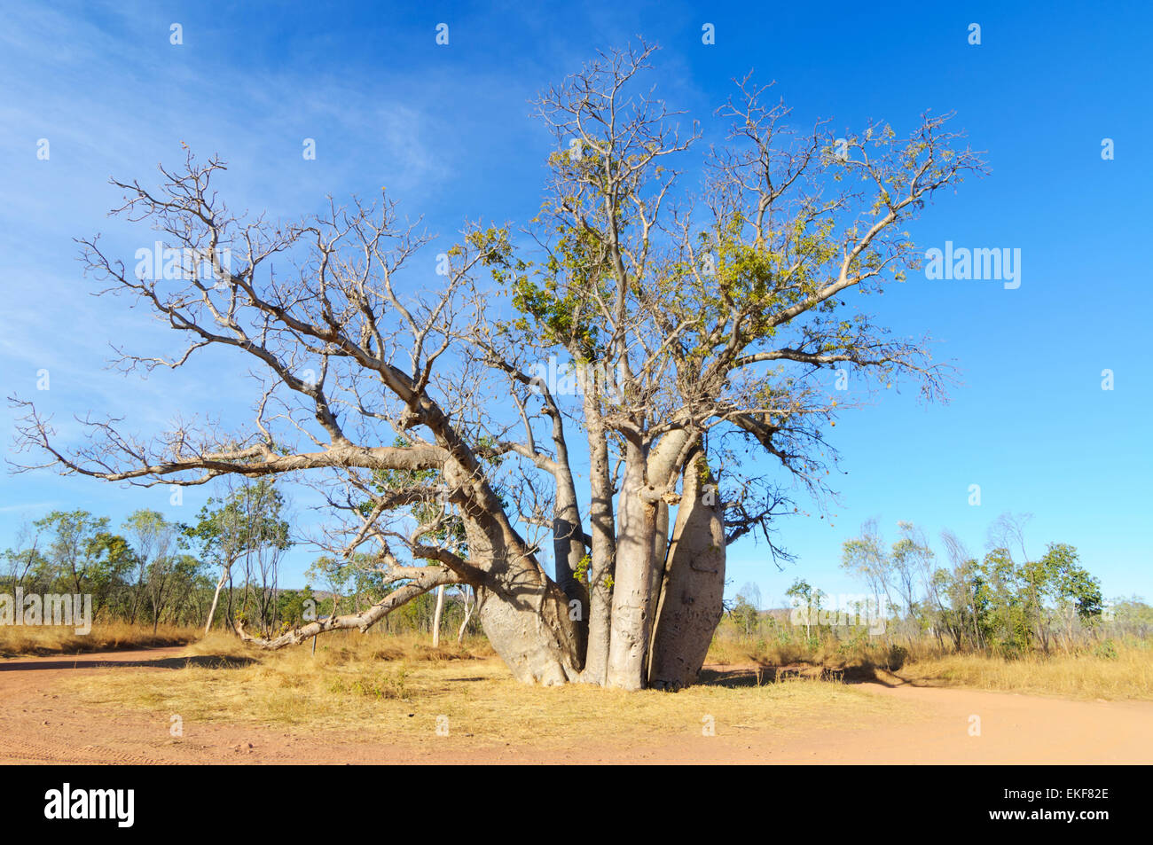 Durack Tree, El Questro Wilderness Park, Kimberley, Western Australia ...