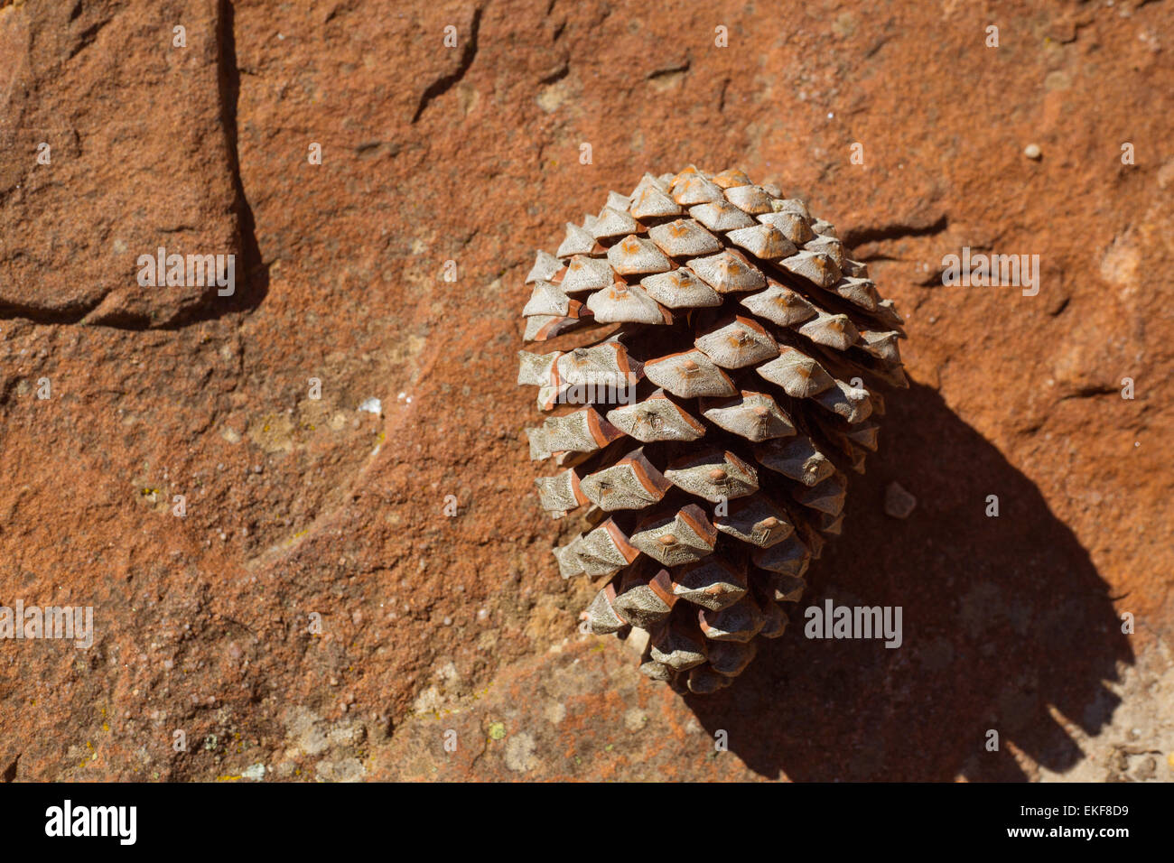 Pine cone detail on brown stone rock Stock Photo - Alamy