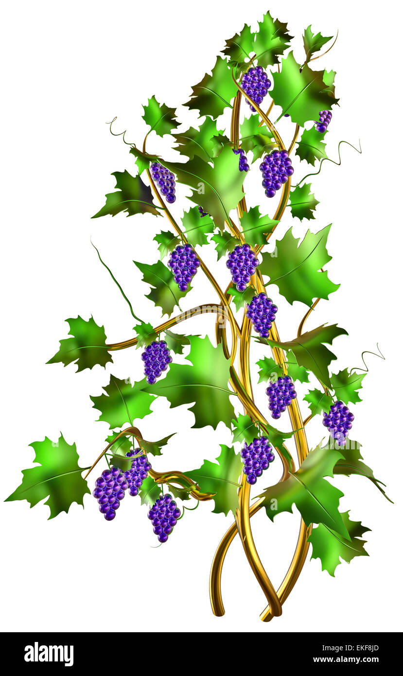 Grapes growing vineyard Cut Out Stock Images & Pictures - Alamy