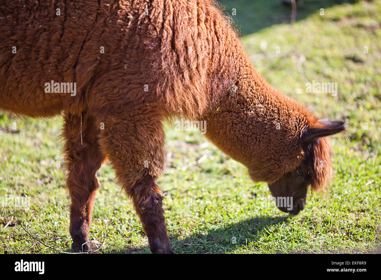 Woolly alpaca hi-res stock photography and images - Alamy