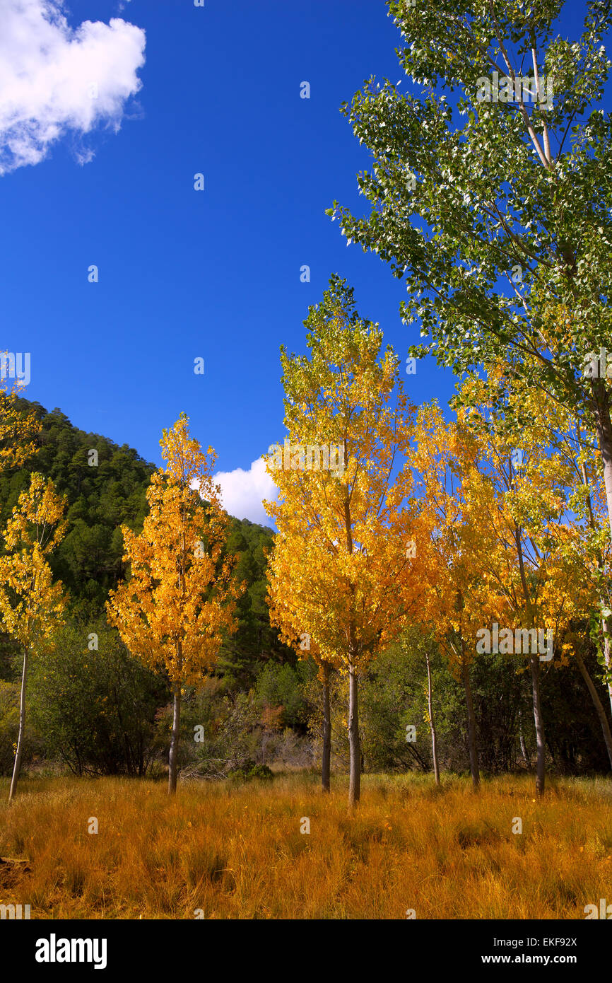 Autumn fall forest with yellow golden poplar trees Stock Photo - Alamy