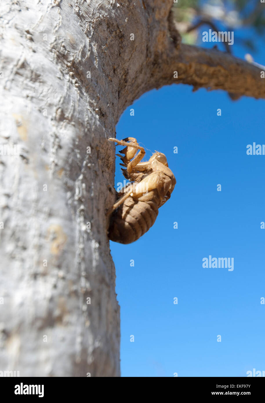 Cicada Exoskeleton, Kimberley Region, Western Australia, WA, Australia ...