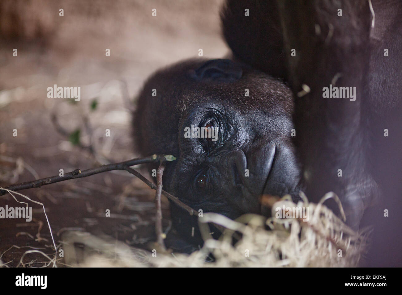 gorilla at the zoo Stock Photo - Alamy