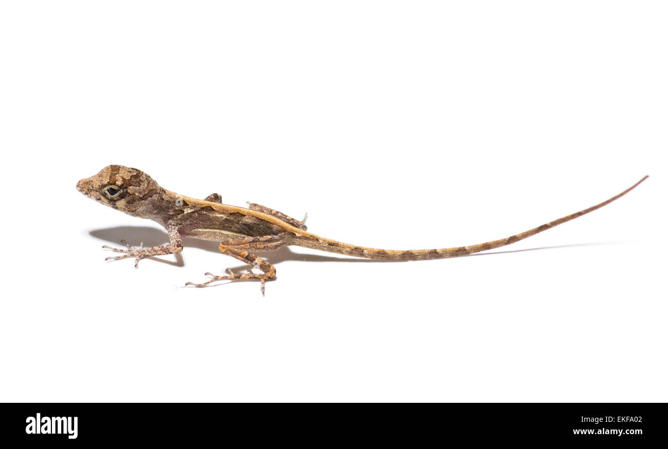 Common common lizard Cut Out Stock Images & Pictures - Alamy