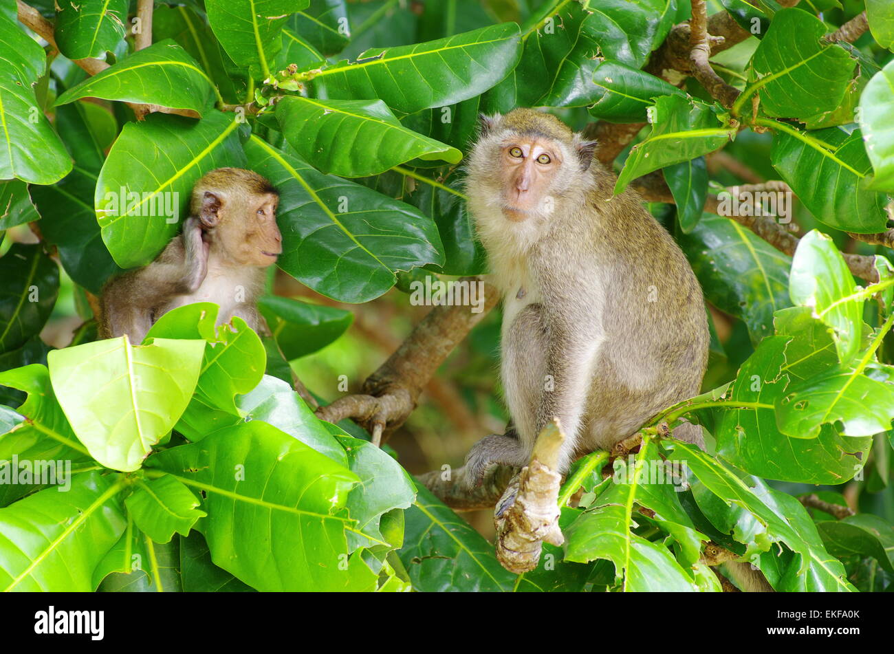 Monkey front view hi-res stock photography and images - Alamy