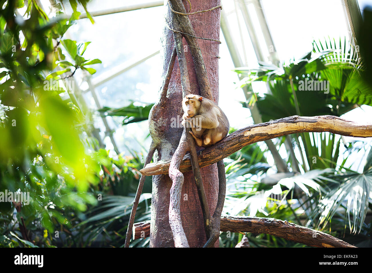 monkey in a green bush at the zoo Stock Photo - Alamy