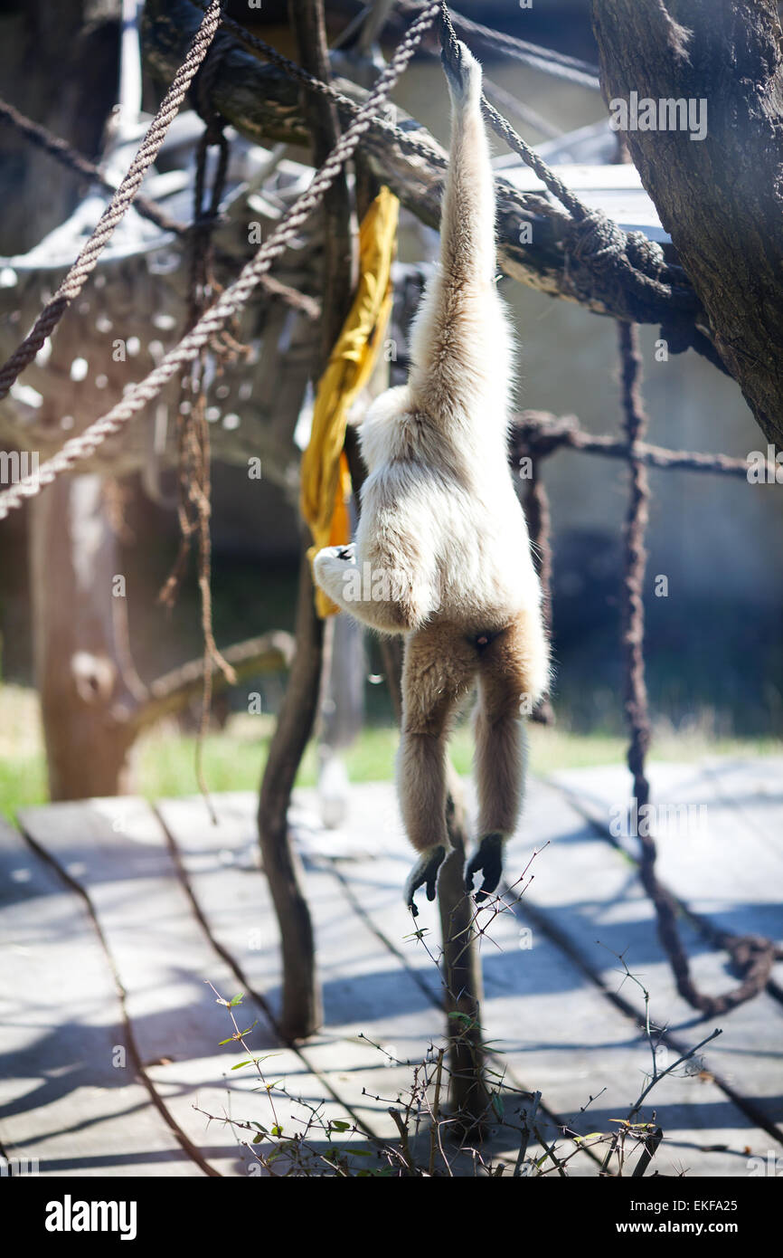 monkey in a green bush at the zoo Stock Photo - Alamy