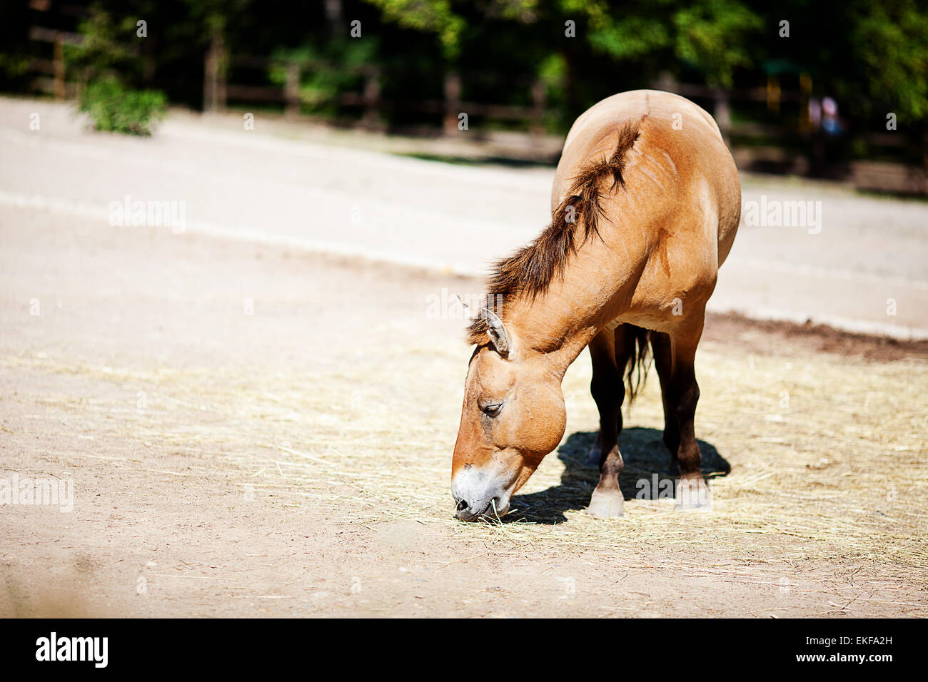 Mare stallion przewalskis horse hi-res stock photography and images - Alamy