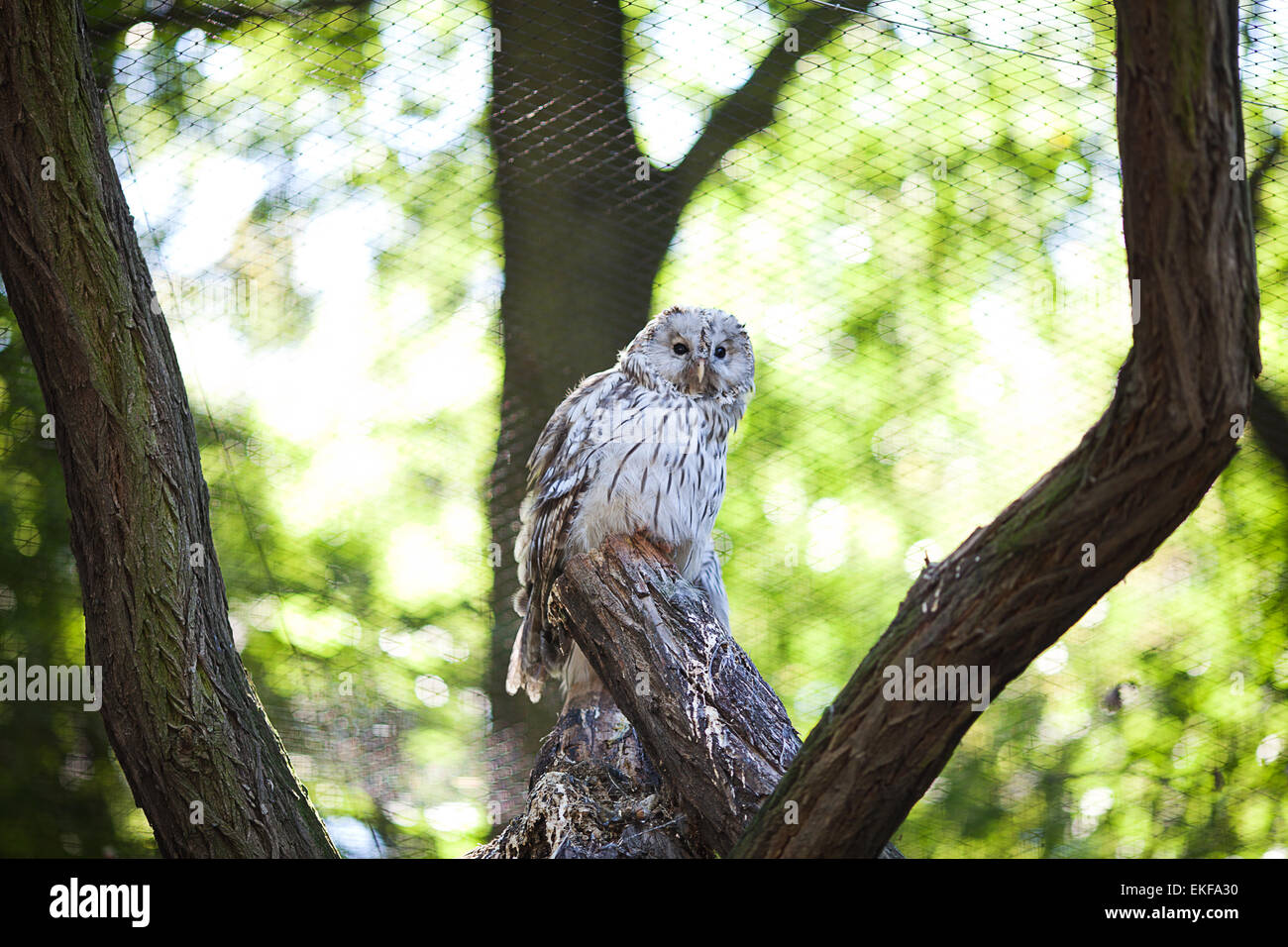 Big eye owl hi-res stock photography and images - Alamy
