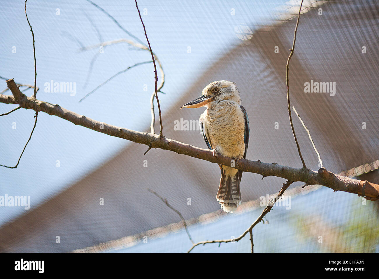 ibis bird at the zoo Stock Photo - Alamy
