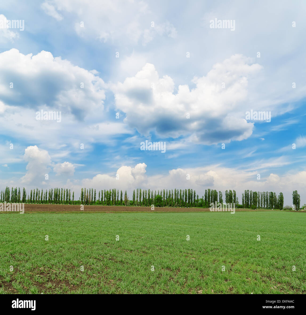 green spring field under dramatic sky Stock Photo - Alamy