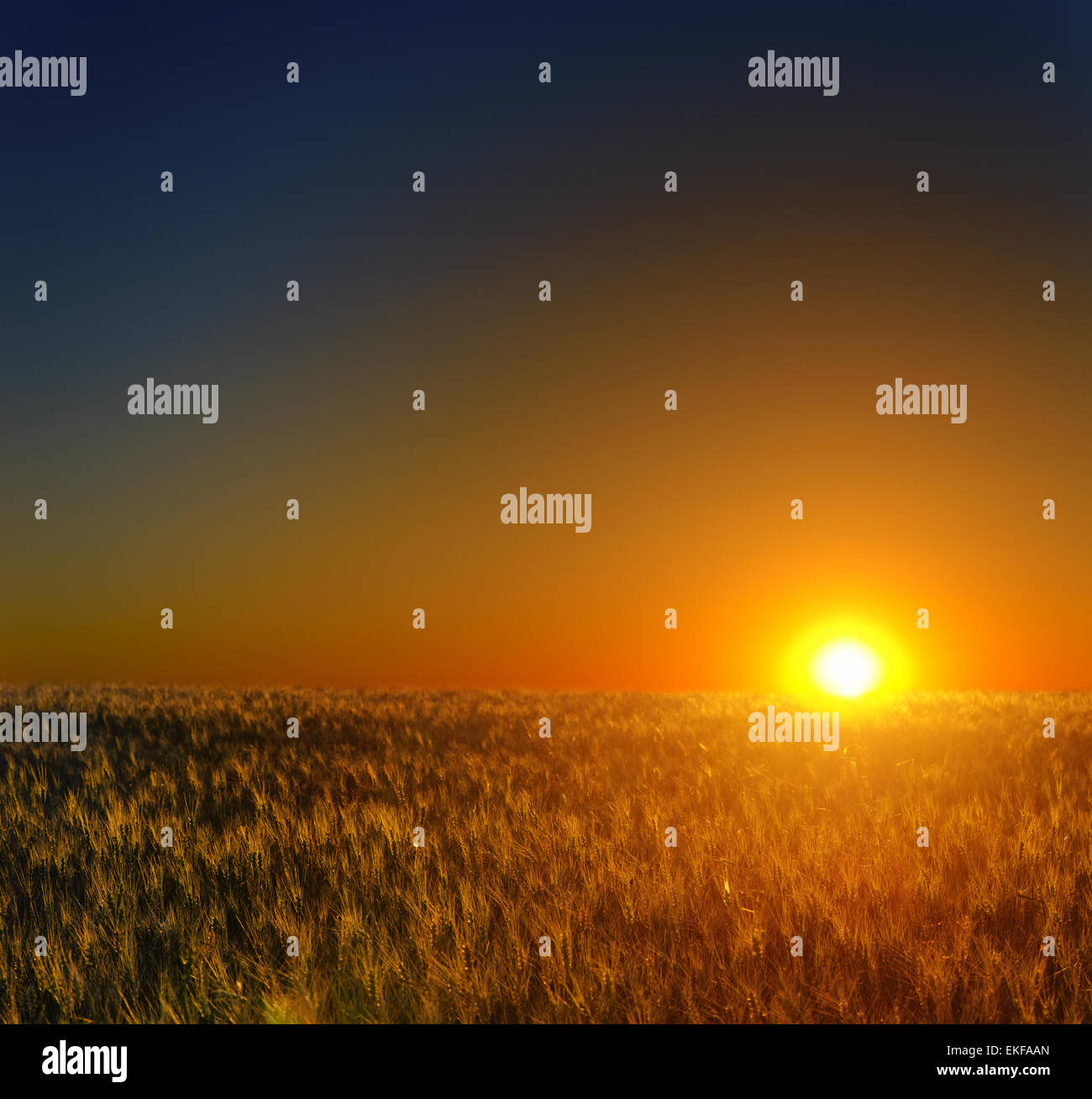 sunset over field with harvest Stock Photo - Alamy