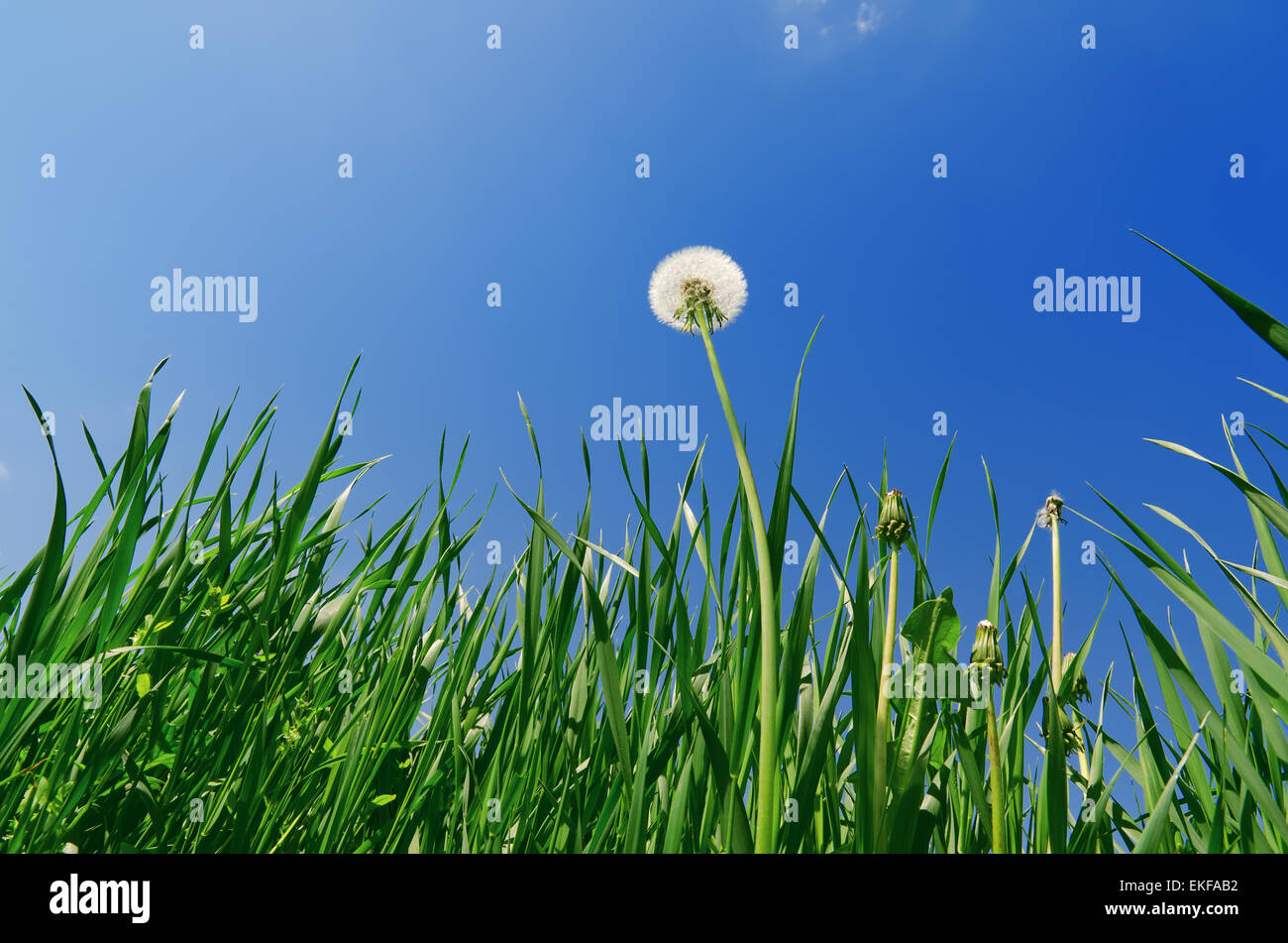 old dandelion in green grass field and blue sky Stock Photo - Alamy