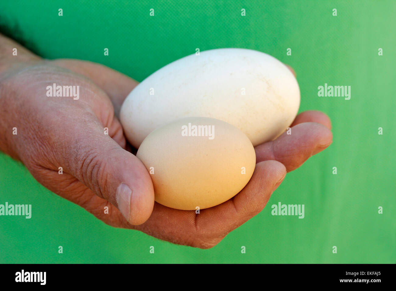 Eggs. Goose and hen Stock Photo - Alamy