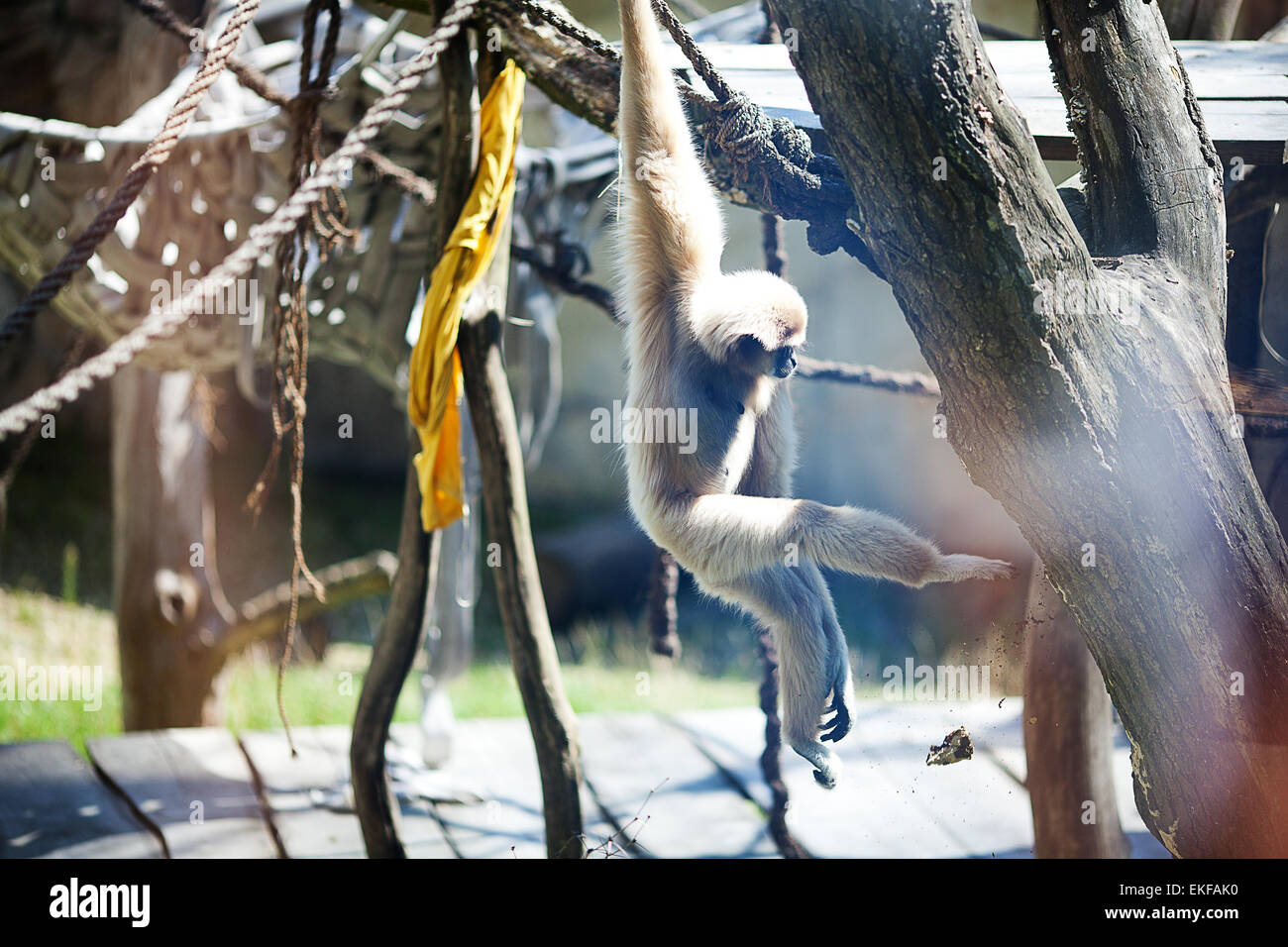 monkey in a green bush at the zoo Stock Photo - Alamy