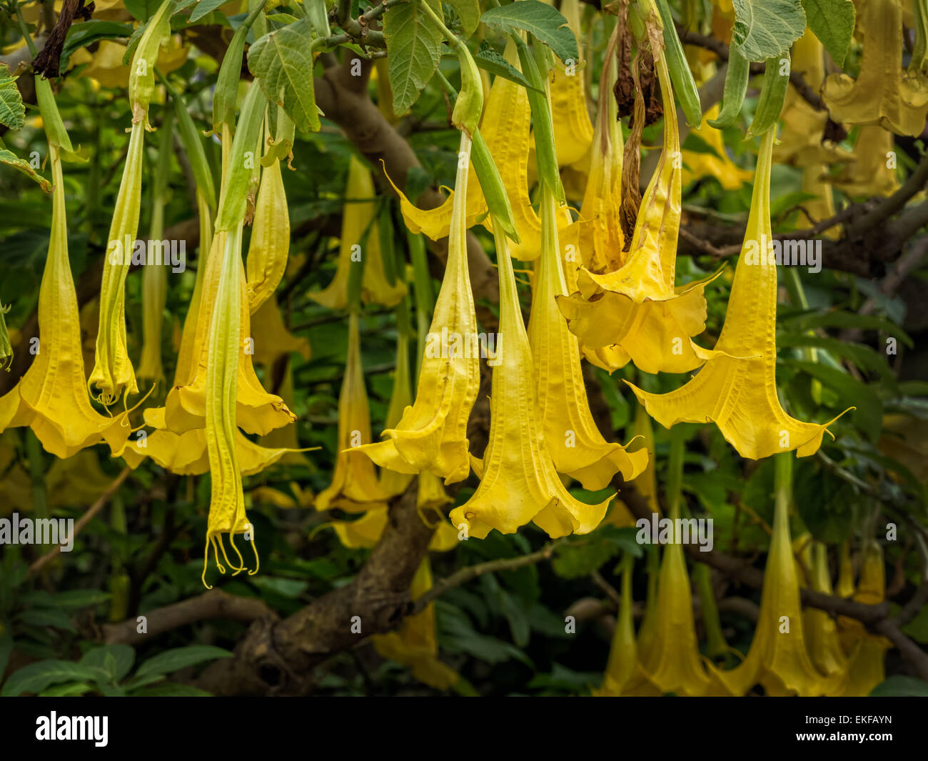 Angels trumpets hi-res stock photography and images - Alamy