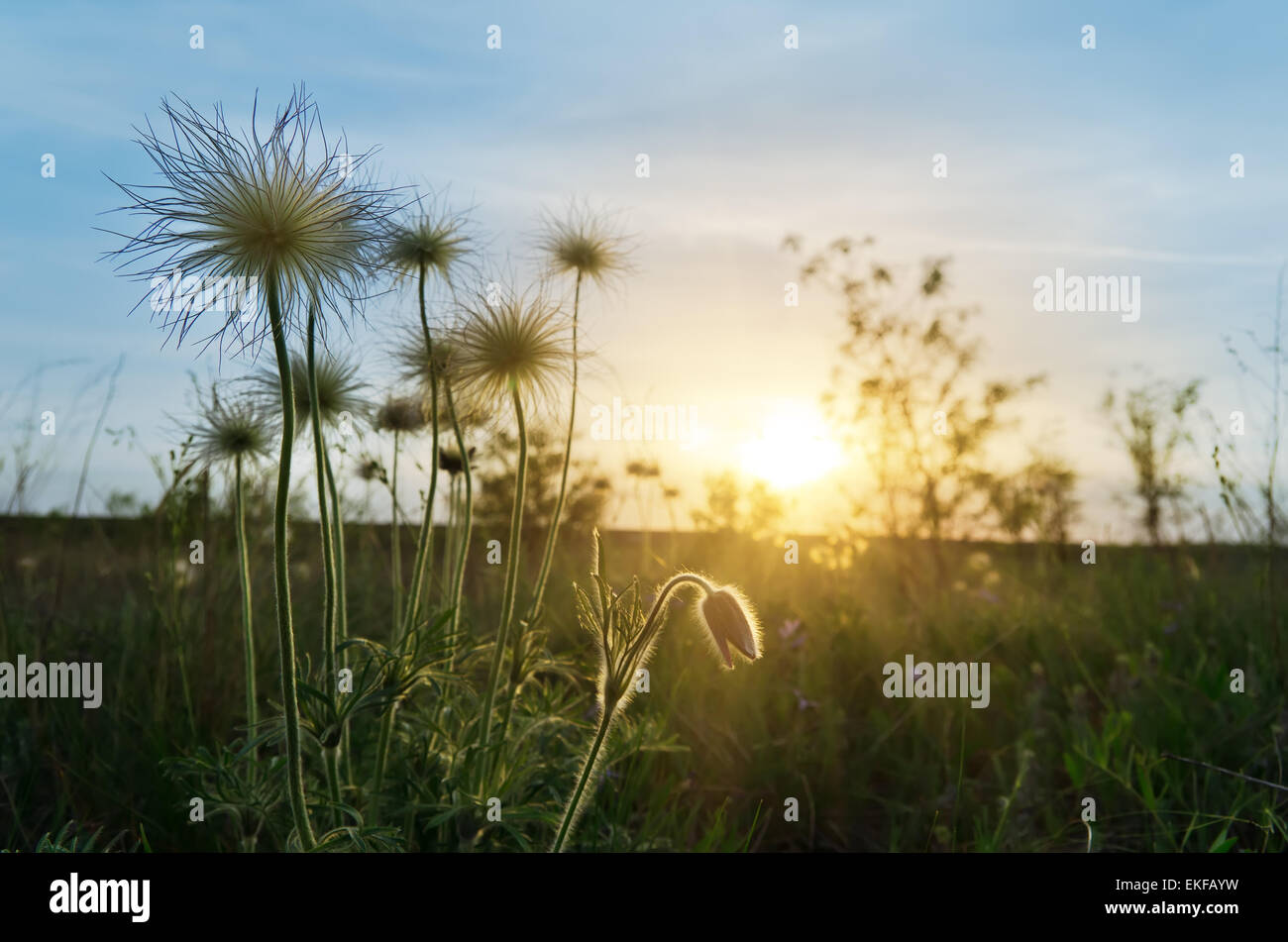 sunset over meadow with flowers Stock Photo - Alamy
