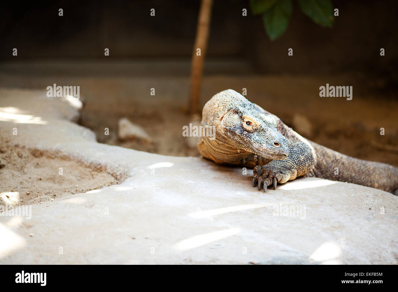 big lizard dragon at the zoo Stock Photo - Alamy