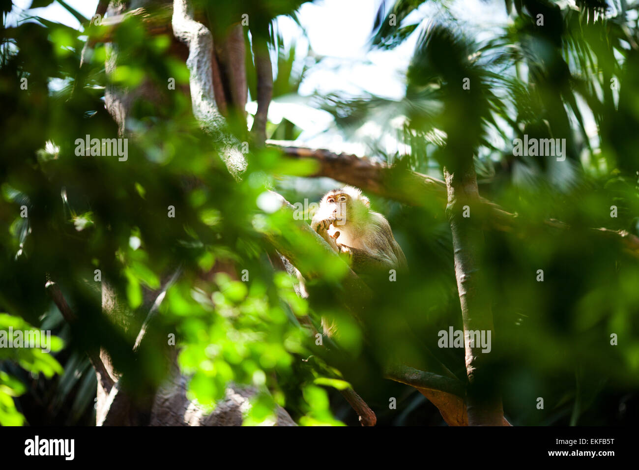 monkey in a green bush at the zoo Stock Photo - Alamy