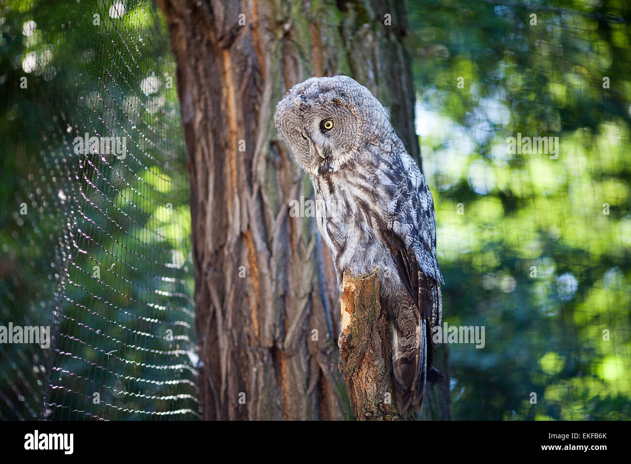 big owl at the zoo Stock Photo - Alamy