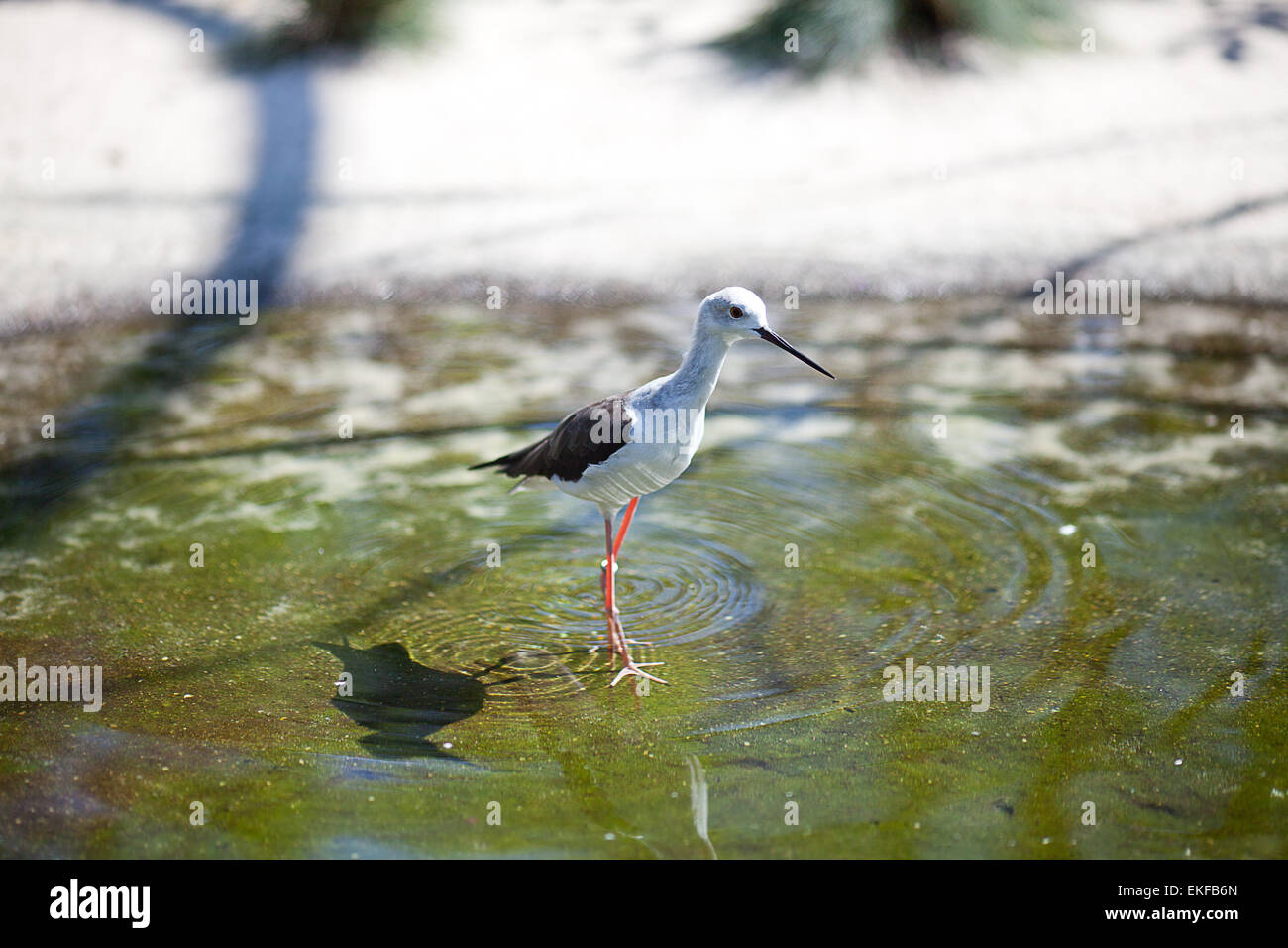 ibis bird at the zoo Stock Photo - Alamy