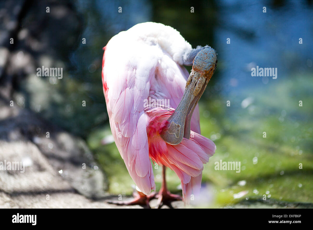 ibis bird at the zoo Stock Photo - Alamy