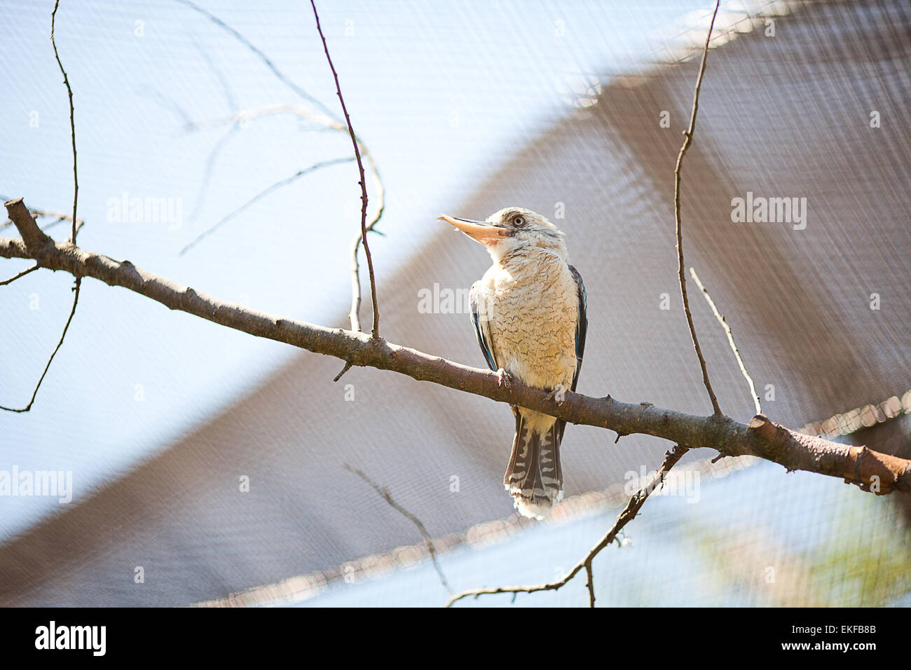 ibis bird at the zoo Stock Photo - Alamy