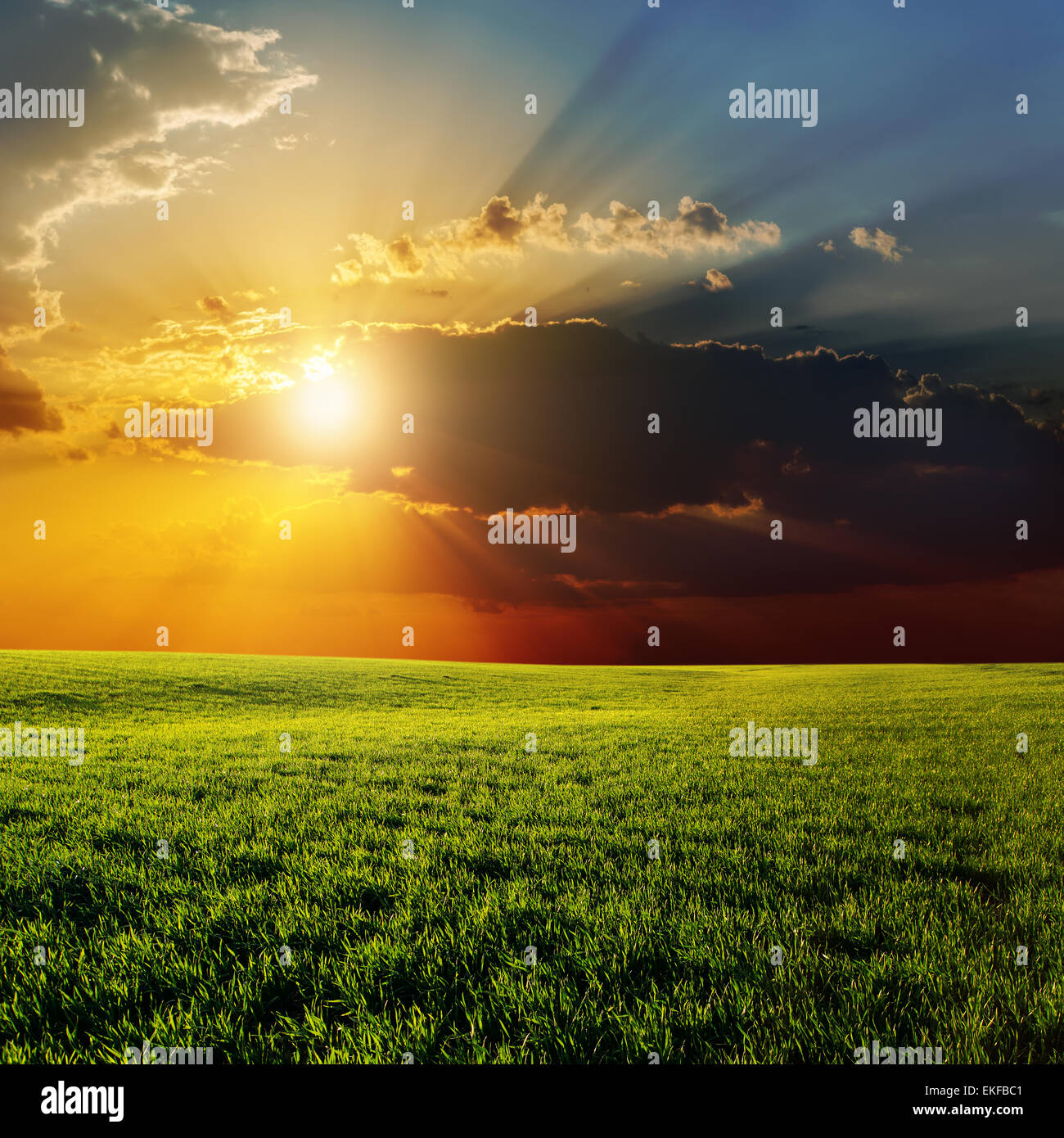 dramatic sunset over agricultural green field Stock Photo - Alamy