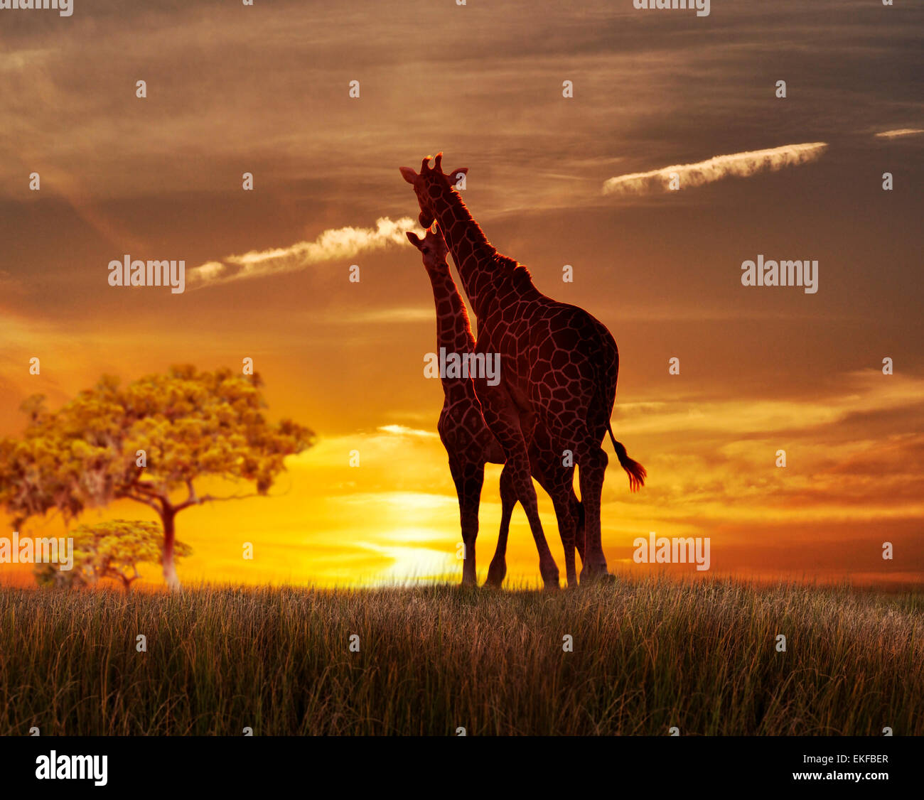 Two Giraffes At The Sunset Stock Photo - Alamy