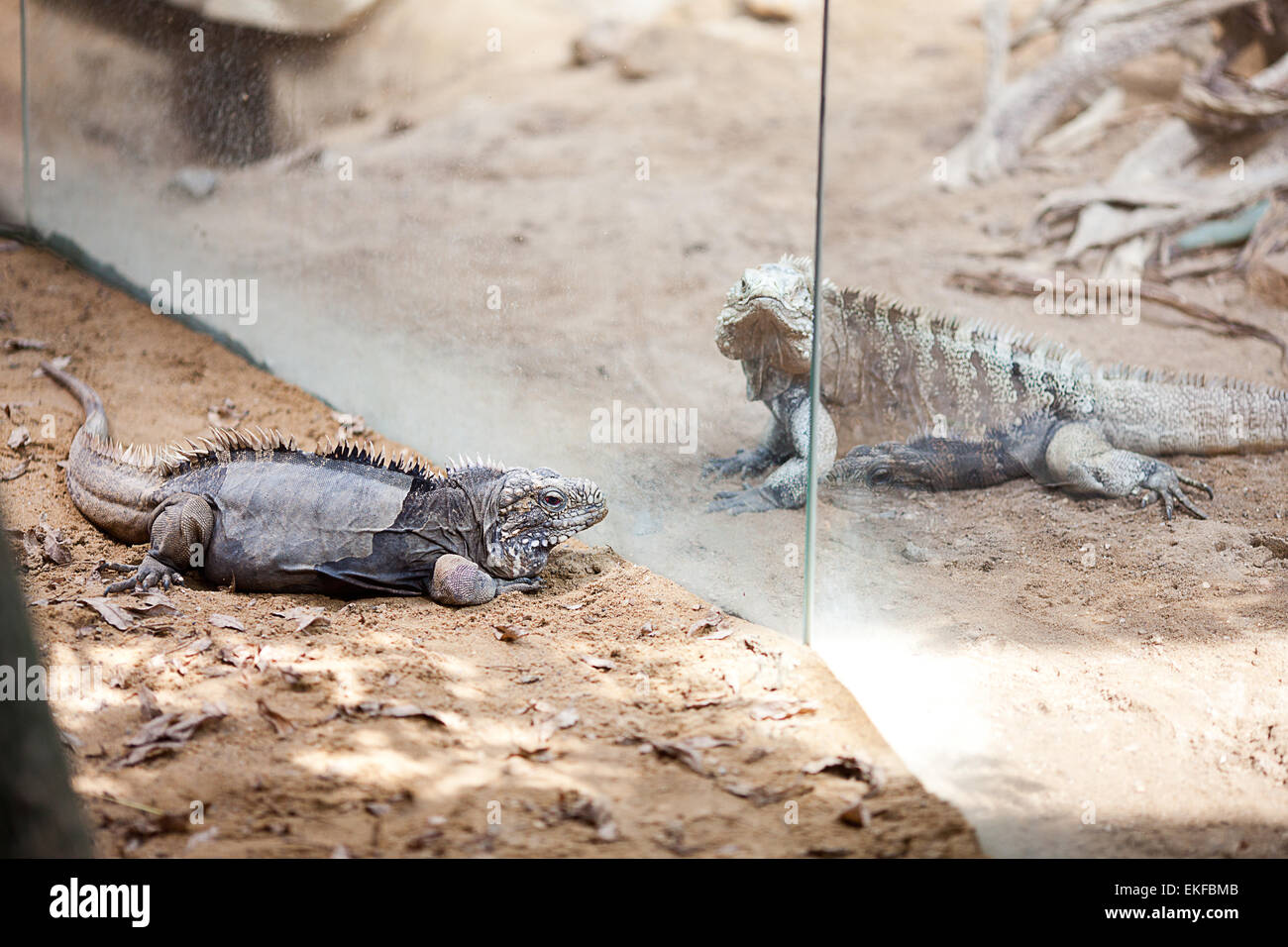 big lizard dragon at the zoo Stock Photo - Alamy