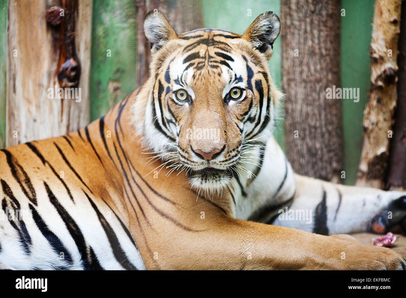 Big tiger hi-res stock photography and images - Alamy