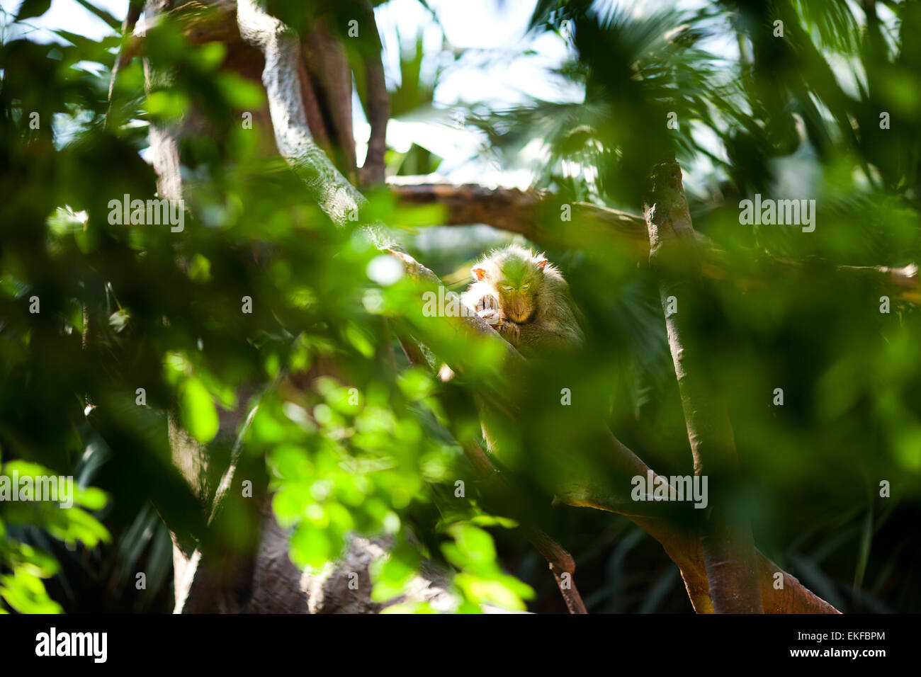 monkey in a green bush at the zoo Stock Photo - Alamy
