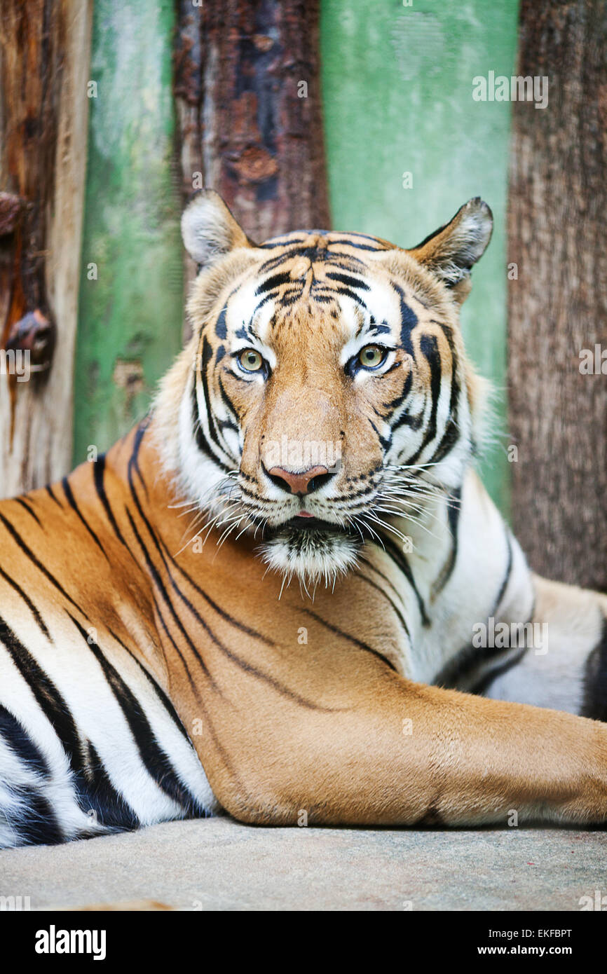 Big tiger hi-res stock photography and images - Alamy